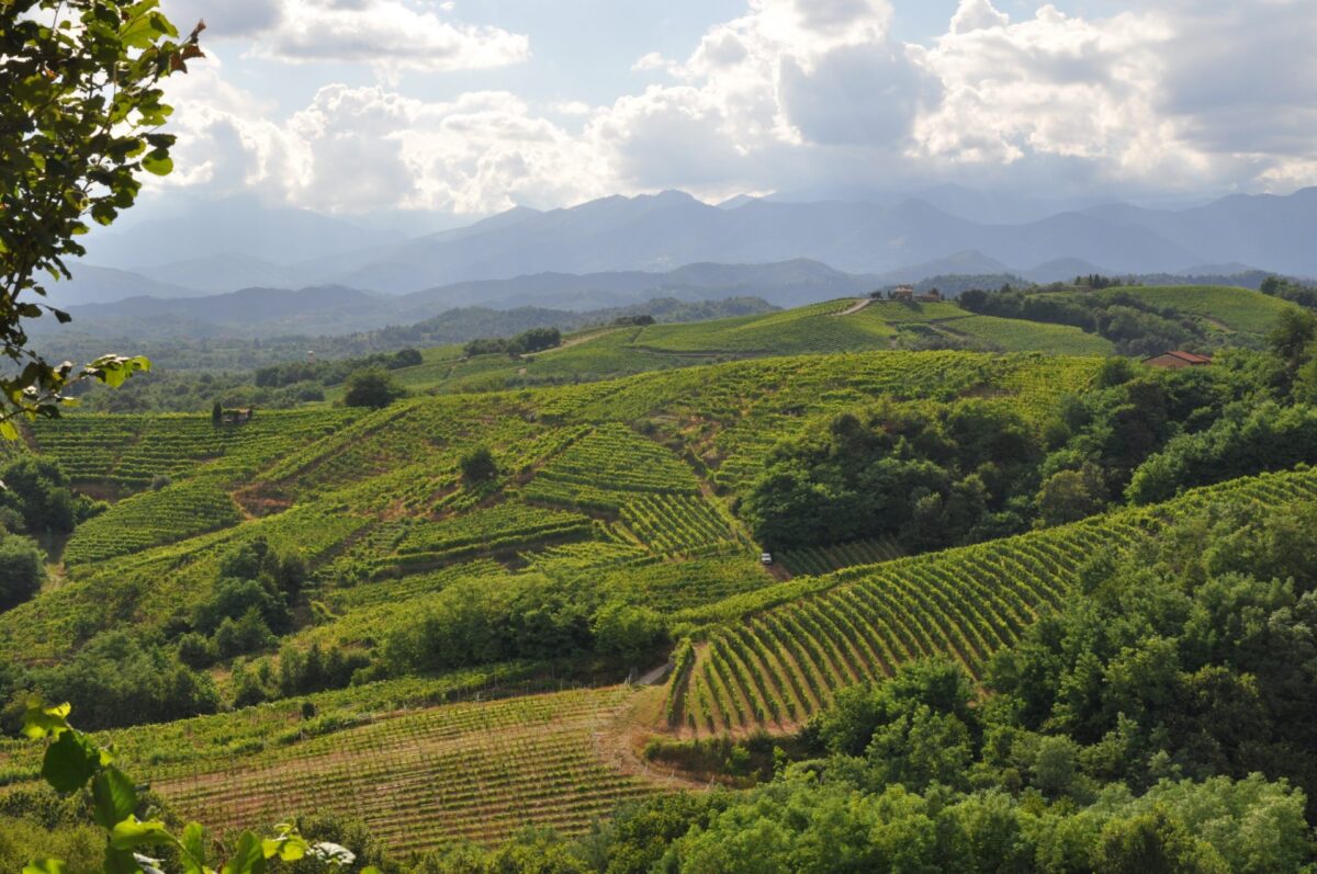 Ghemme DOCG Tour - half day - winetourer